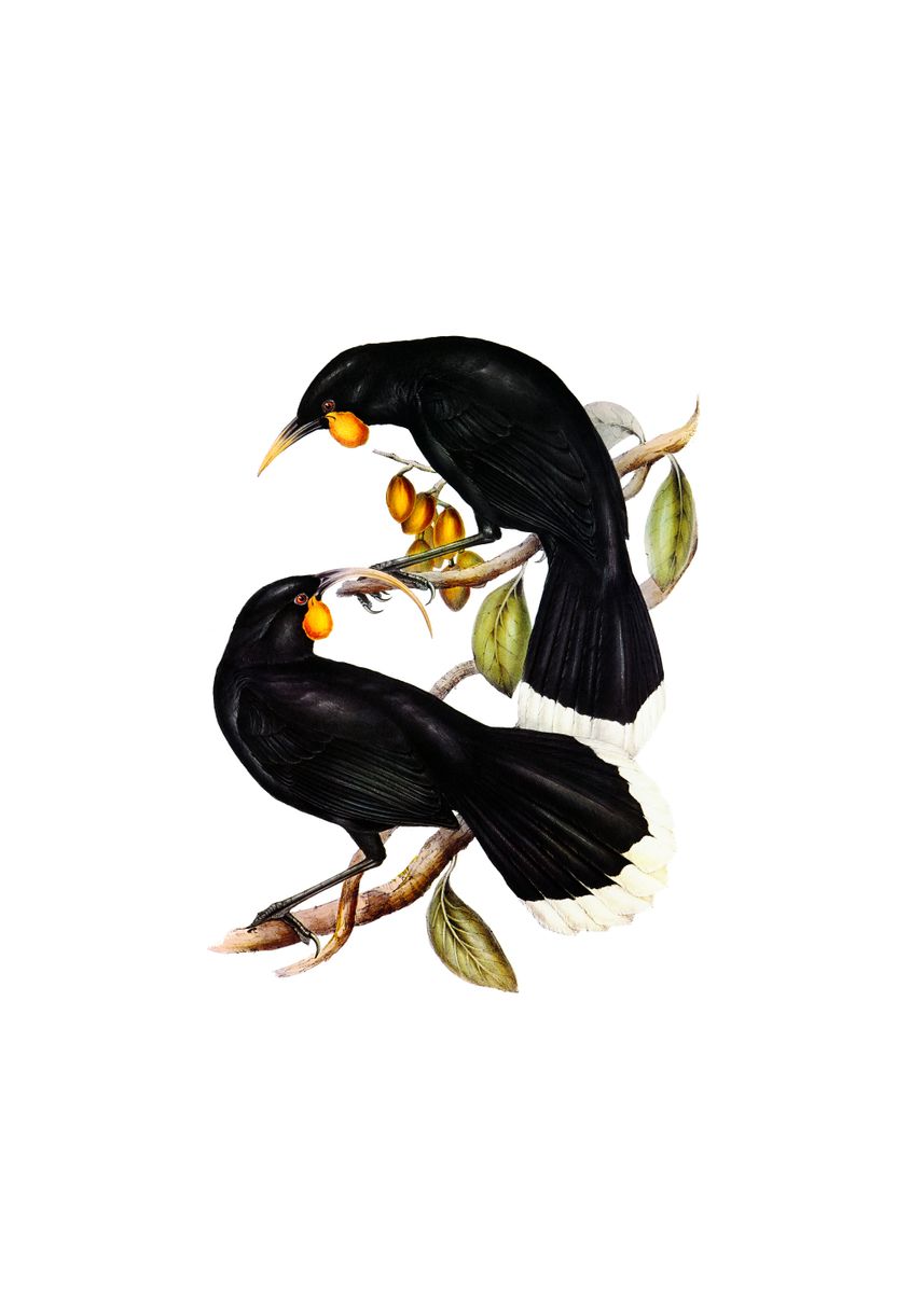 'Vintage Huia Bird' Poster by Holy Rock Design | Displate