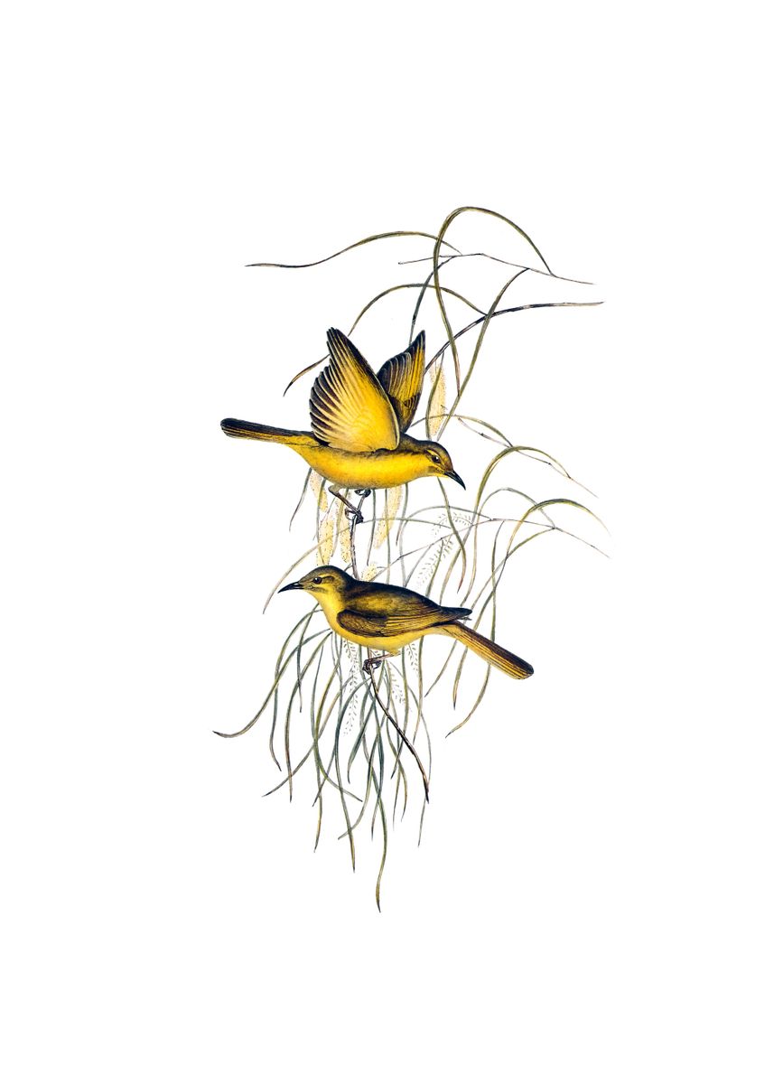 'Yellow Honeyeater Bird' Poster, picture, metal print, paint by Holy ...