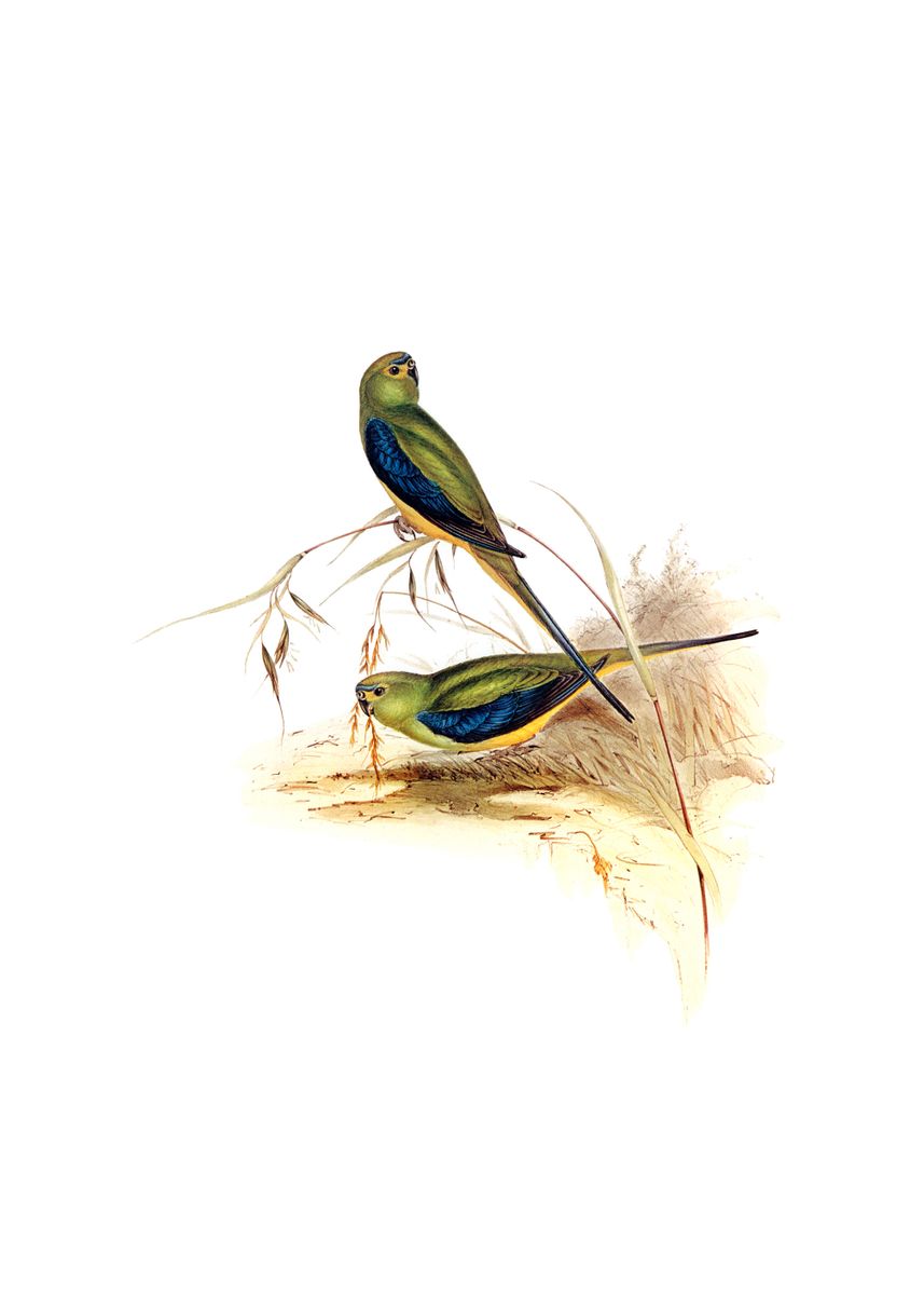 'Blue Banded Grass Parakeet' Poster, picture, metal print, paint by ...