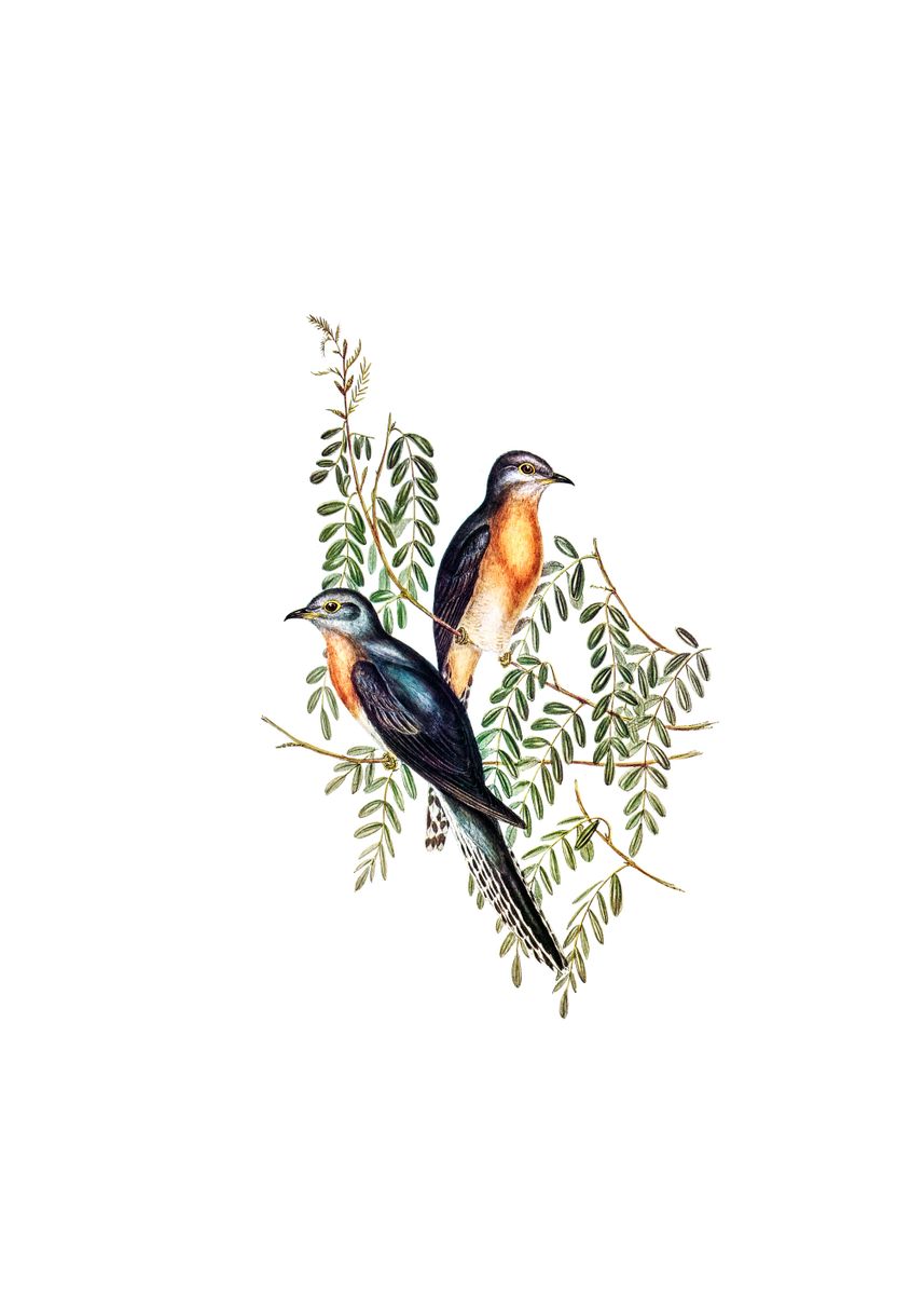 'Ash Colored Cuckoo Bird' Poster by Holy Rock Design | Displate