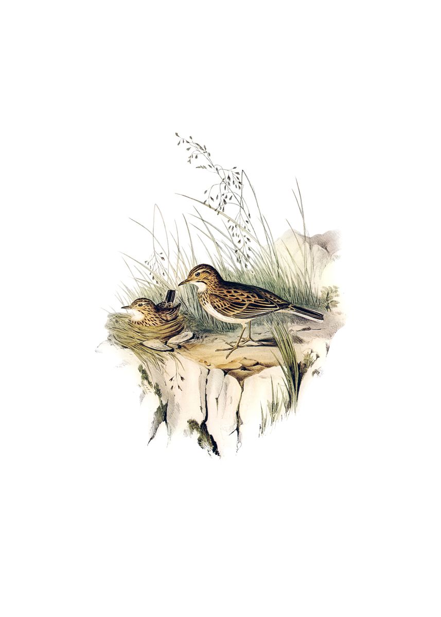 'Australian Pipit Bird' Poster, picture, metal print, paint by Holy ...