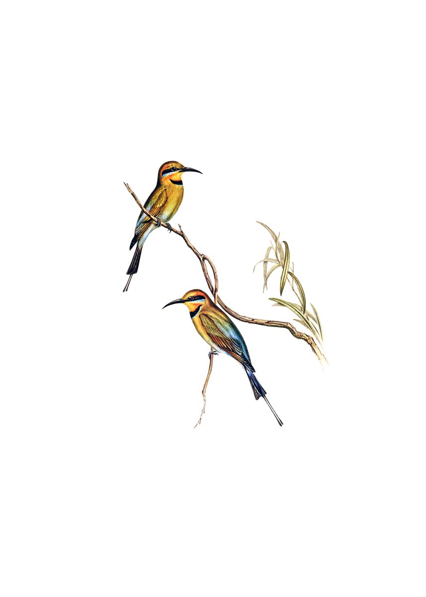 'Australian Bee Eater Bird' Poster, picture, metal print, paint by Holy ...