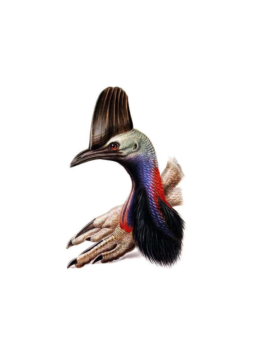 'Australian Cassowary Bird' Poster, picture, metal print, paint by Holy ...