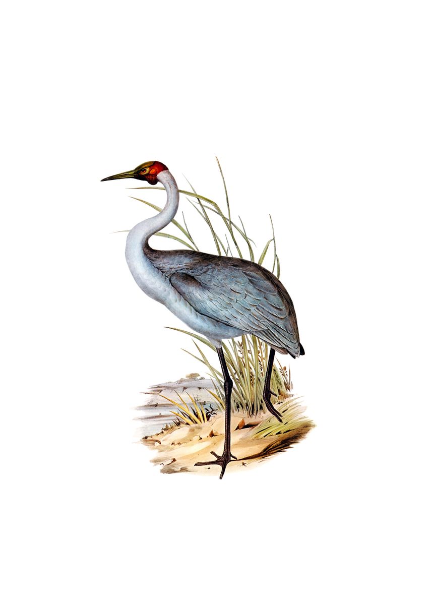 'Australian Crane Bird' Poster, picture, metal print, paint by Holy ...