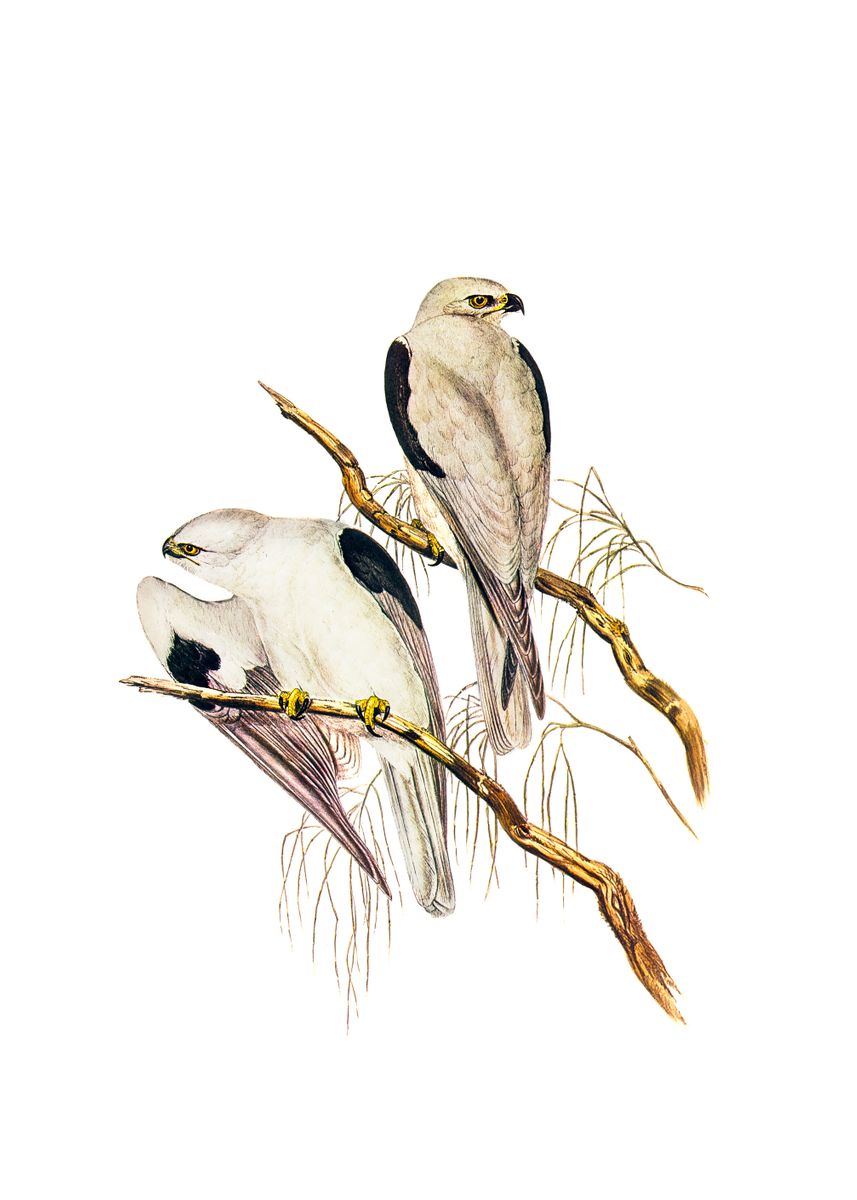 'Square Tailed Kite Bird' Poster, picture, metal print, paint by Holy ...