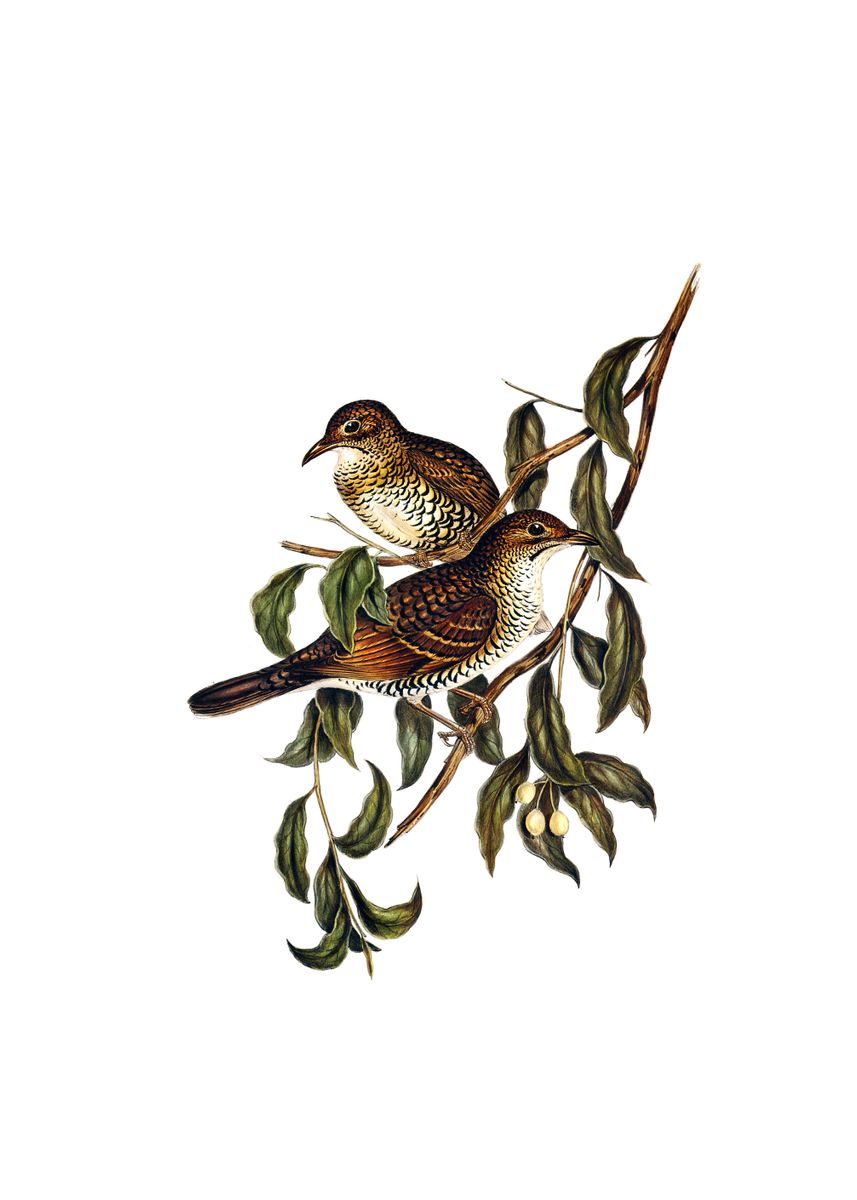 'Mountain Thrush Bird' Poster, picture, metal print, paint by Holy Rock ...