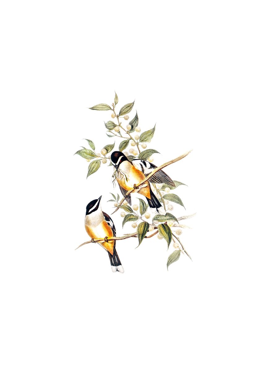 'Buff Sided Robin Bird' Poster, picture, metal print, paint by Holy ...