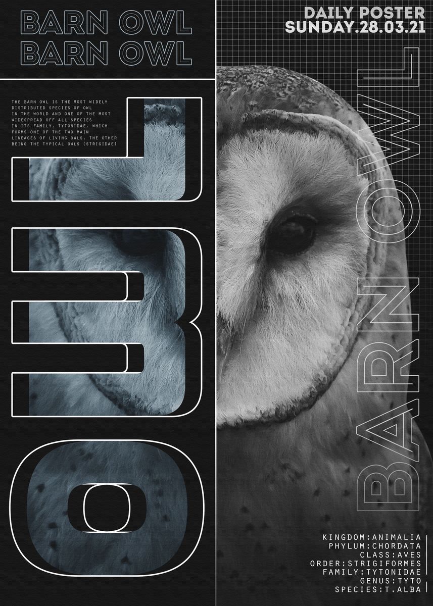 'Owl' Poster by artisticdesign 1903 | Displate