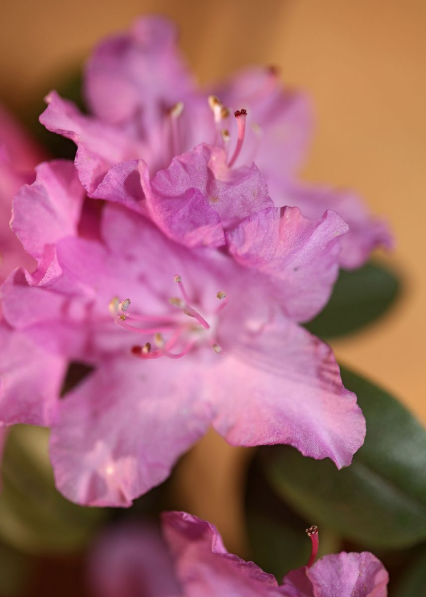 'Rhododendron background' Poster, picture, metal print, paint by ...