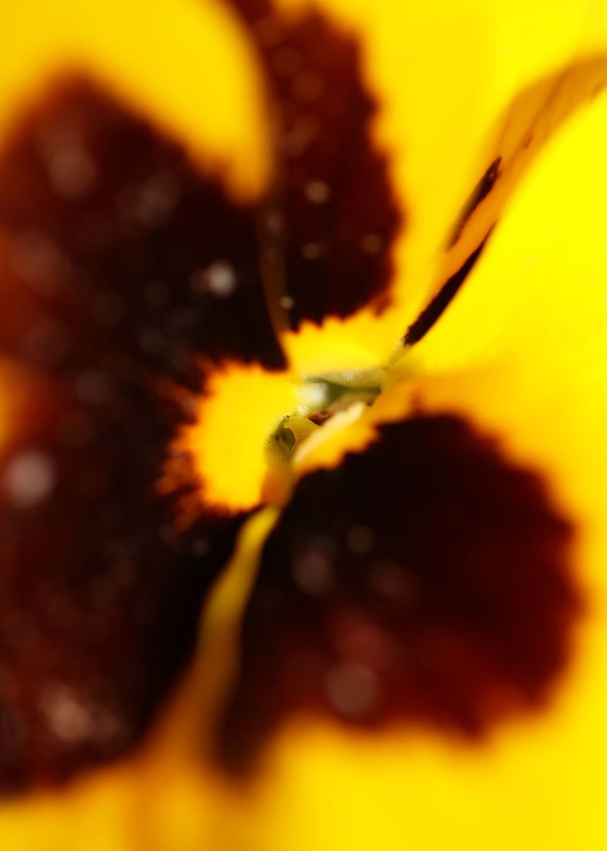 'Yellow viola violaceae' Poster, picture, metal print, paint by ...