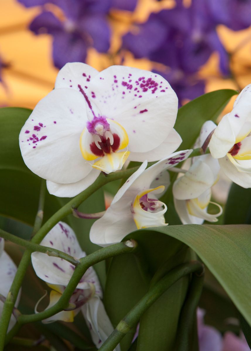 'orchid in the garden' Poster by Ornella Bonomini | Displate