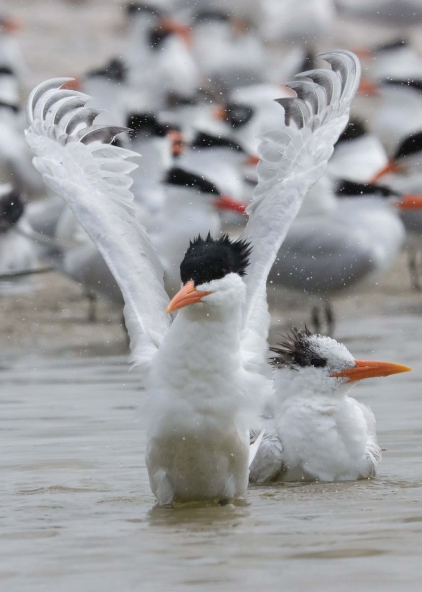 'Royal Tern' Poster, picture, metal print, paint by Melanie Kowasic ...
