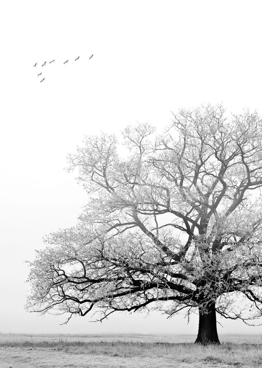 'Winter Tree' Poster, picture, metal print, paint by Ale Borges | Displate