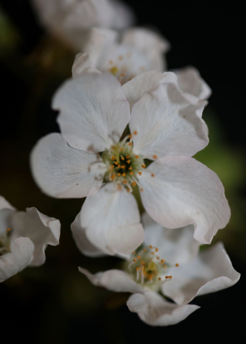 'Prunus white flower macro' Poster, picture, metal print, paint by ...