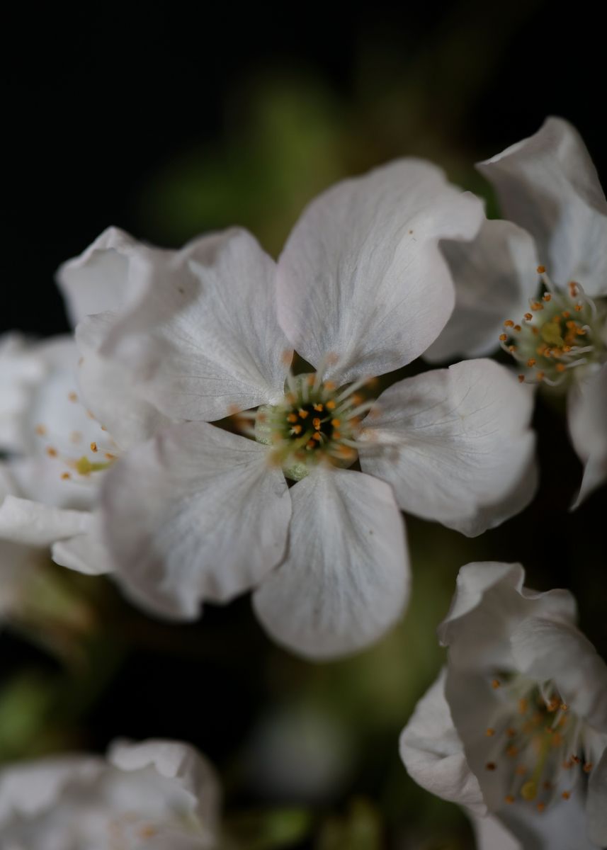 'Prunus white flower macro' Poster by BakalaeroZz Photography | Displate