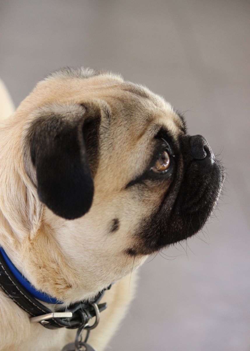 'Profile of a Pug ' Poster, picture, metal print, paint by Robert ...