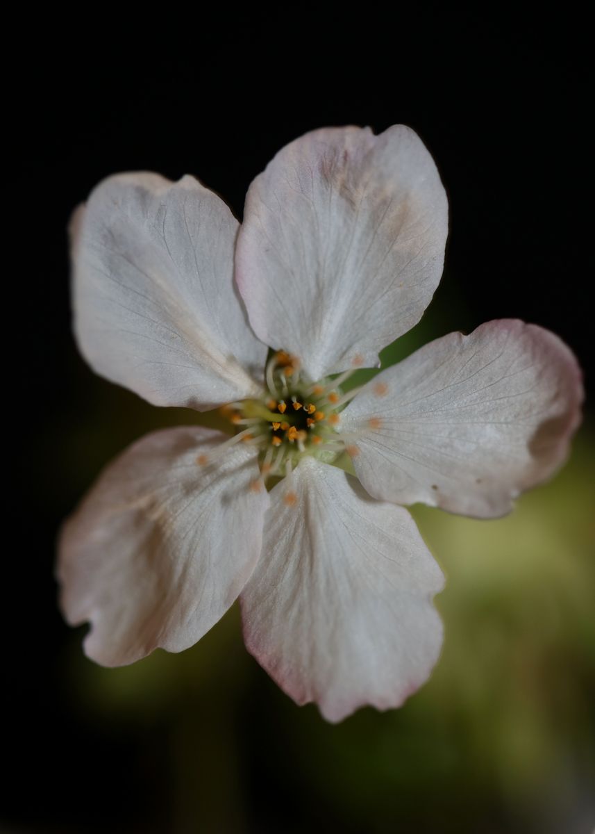 'Prunus white flower macro' Poster, picture, metal print, paint by ...