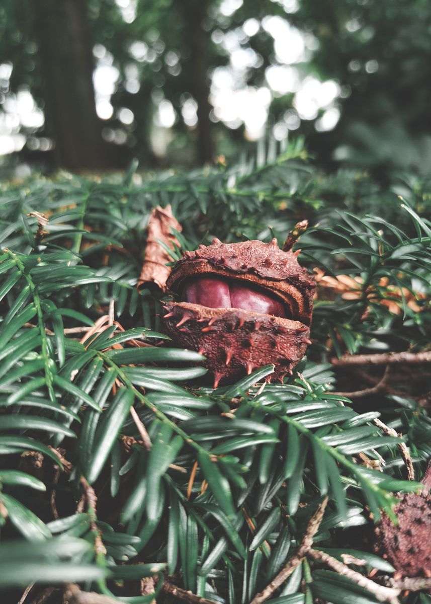 'Chestnut' Poster, picture, metal print, paint by Jamy | Displate