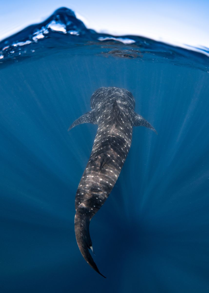 'Ocean Deep' Poster, picture, metal print, paint by Sam Brady | Displate