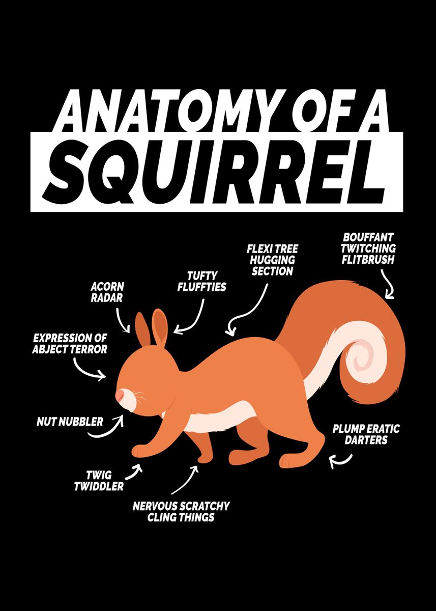 'Anatomy Of A Squirrel' Poster, picture, metal print, paint by Mooon ...