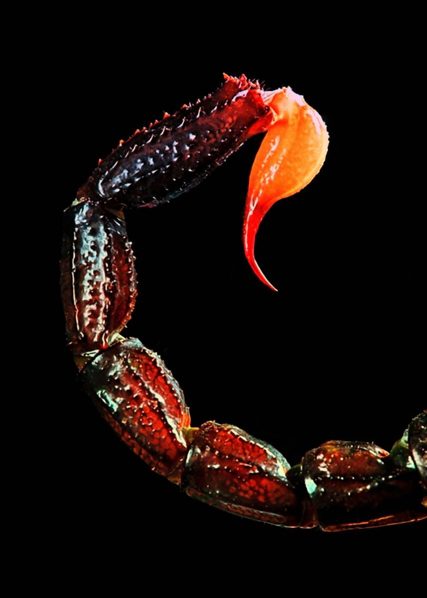 'Scorpion tail ' Poster, picture, metal print, paint by happyantsstudio ...