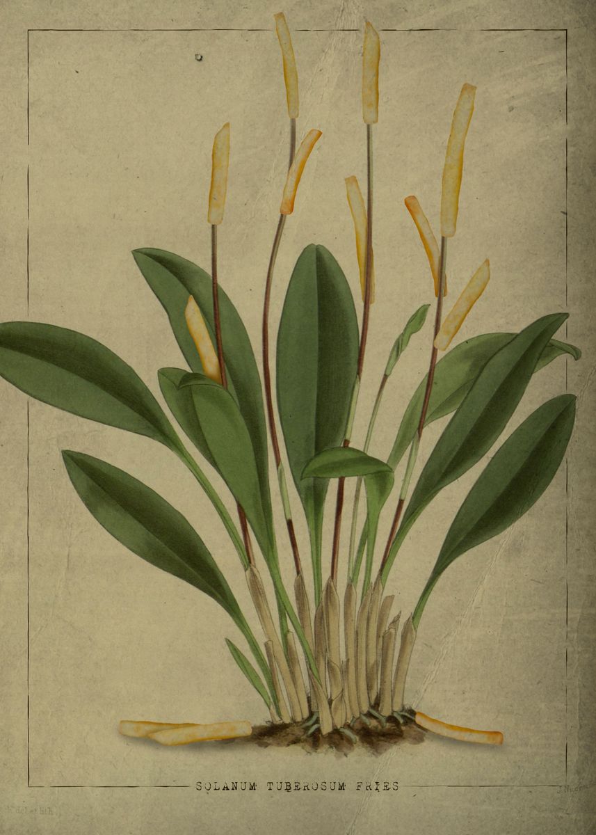 'Fries plant' Poster by Jak Wspak | Displate