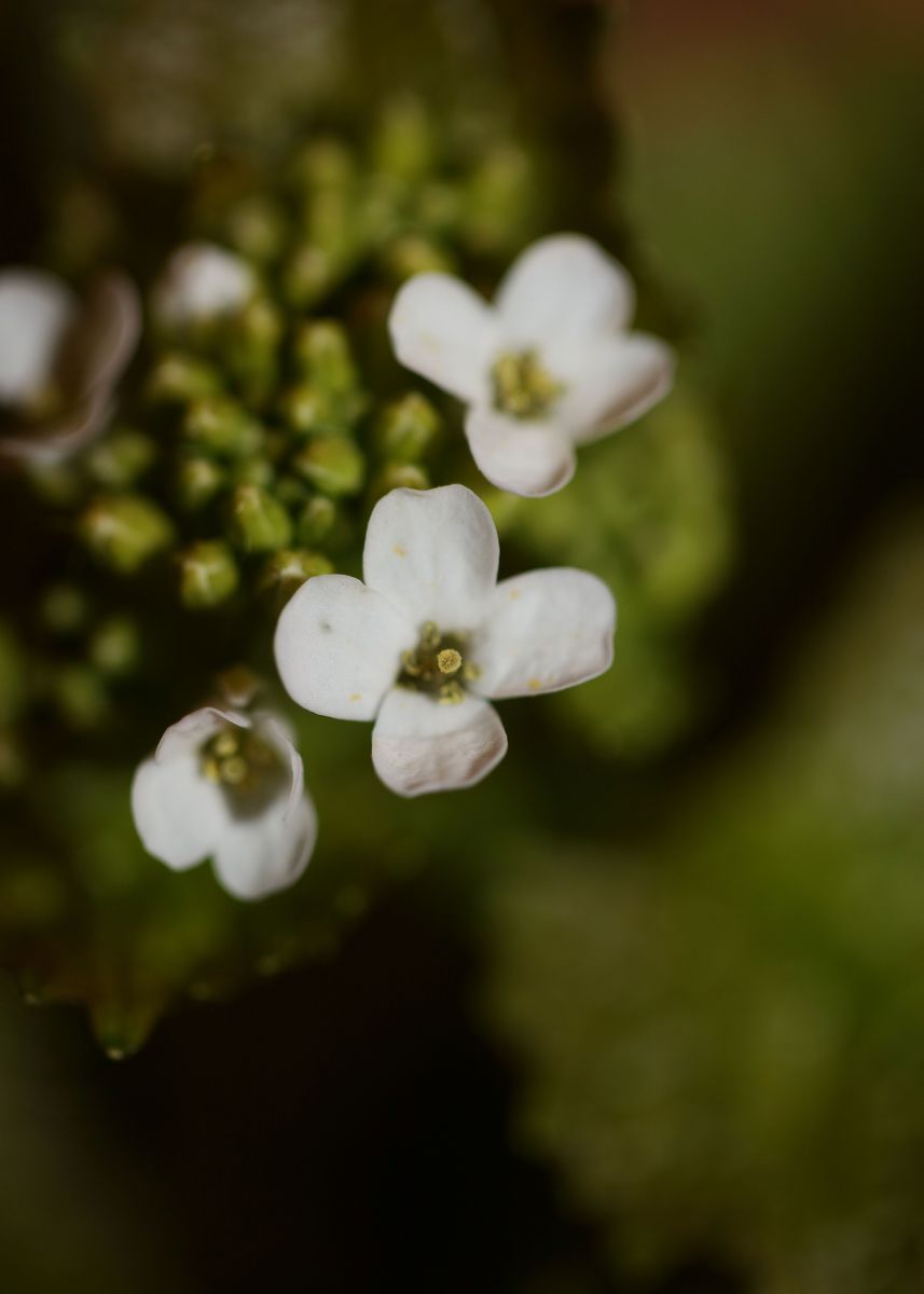'Diplotaxis flower macro' Poster, picture, metal print, paint by ...