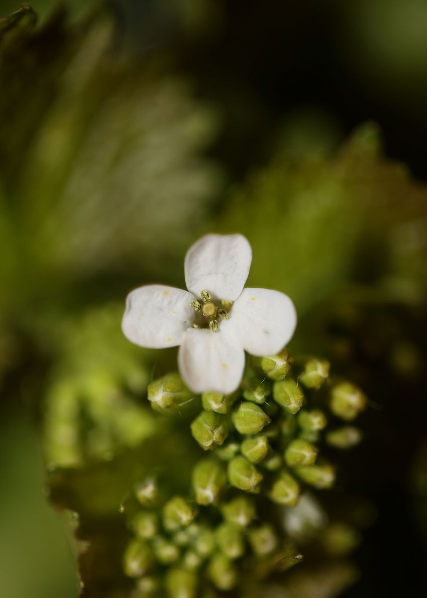 'Diplotaxis flower macro' Poster, picture, metal print, paint by ...