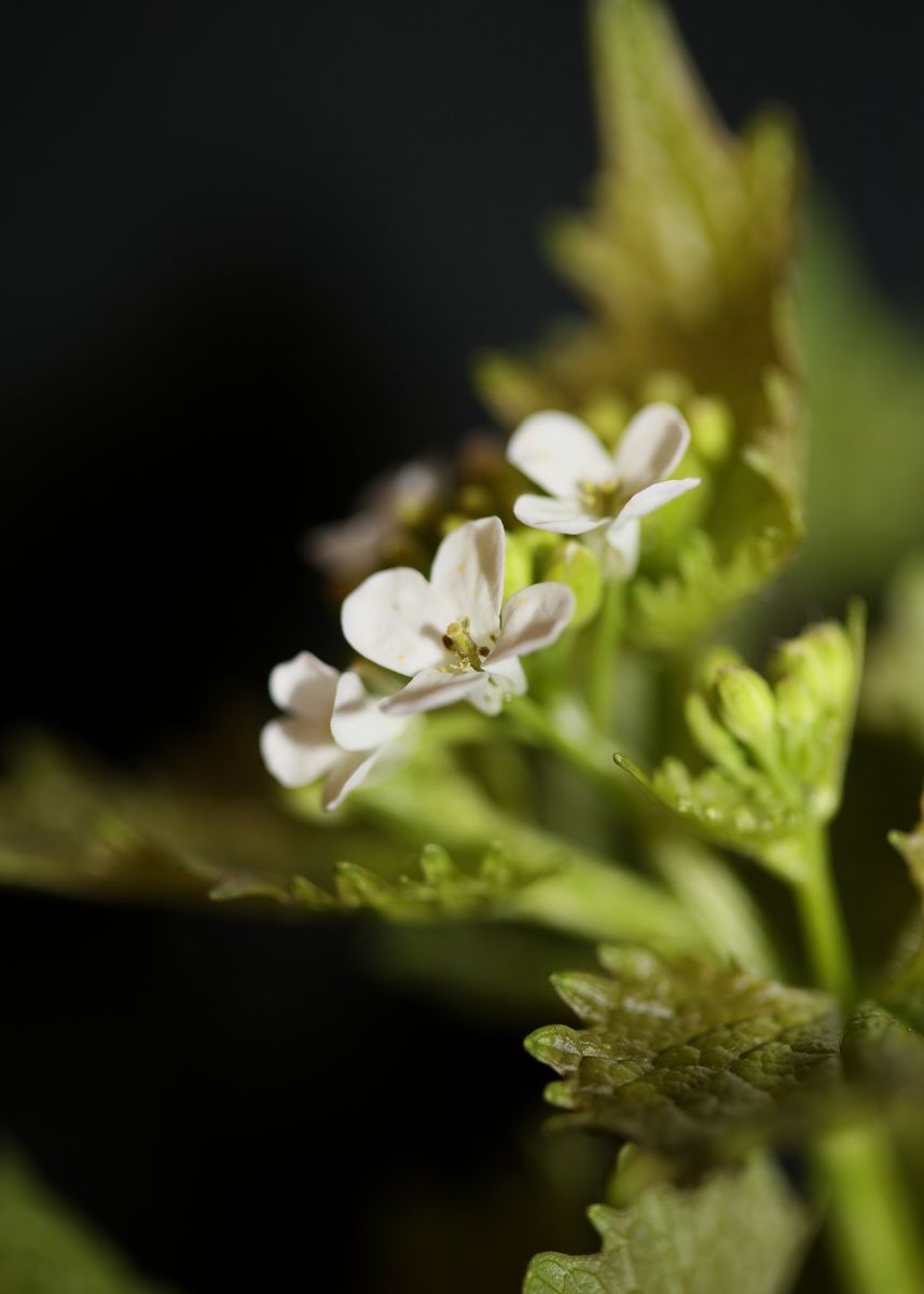 'Diplotaxis flower macro' Poster, picture, metal print, paint by ...