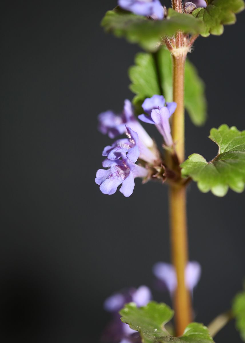 'Glechoma hederacea flower' Poster by BakalaeroZz Photography | Displate