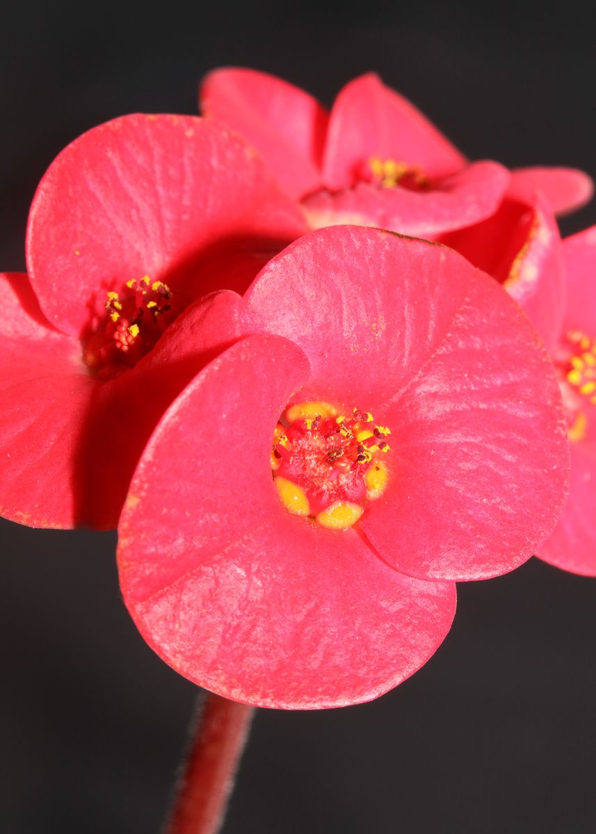 'Euphorbia flower close up' Poster, picture, metal print, paint by ...
