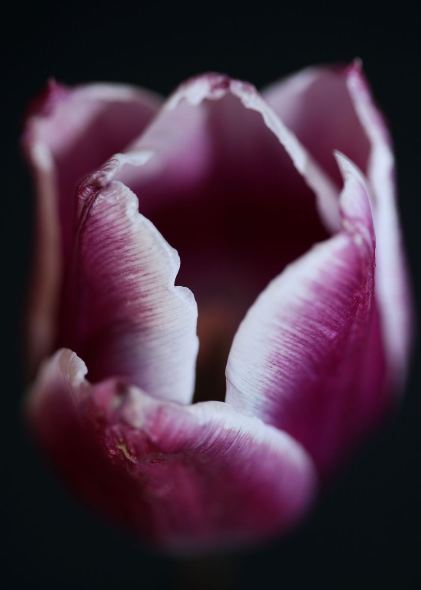 'Tulip flower background' Poster by BakalaeroZz Photography | Displate