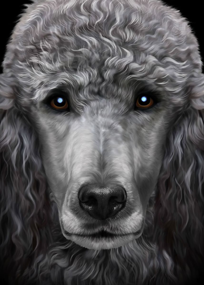 'Grey Poodle Dog' Poster, picture, metal print, paint by Jeff | Displate