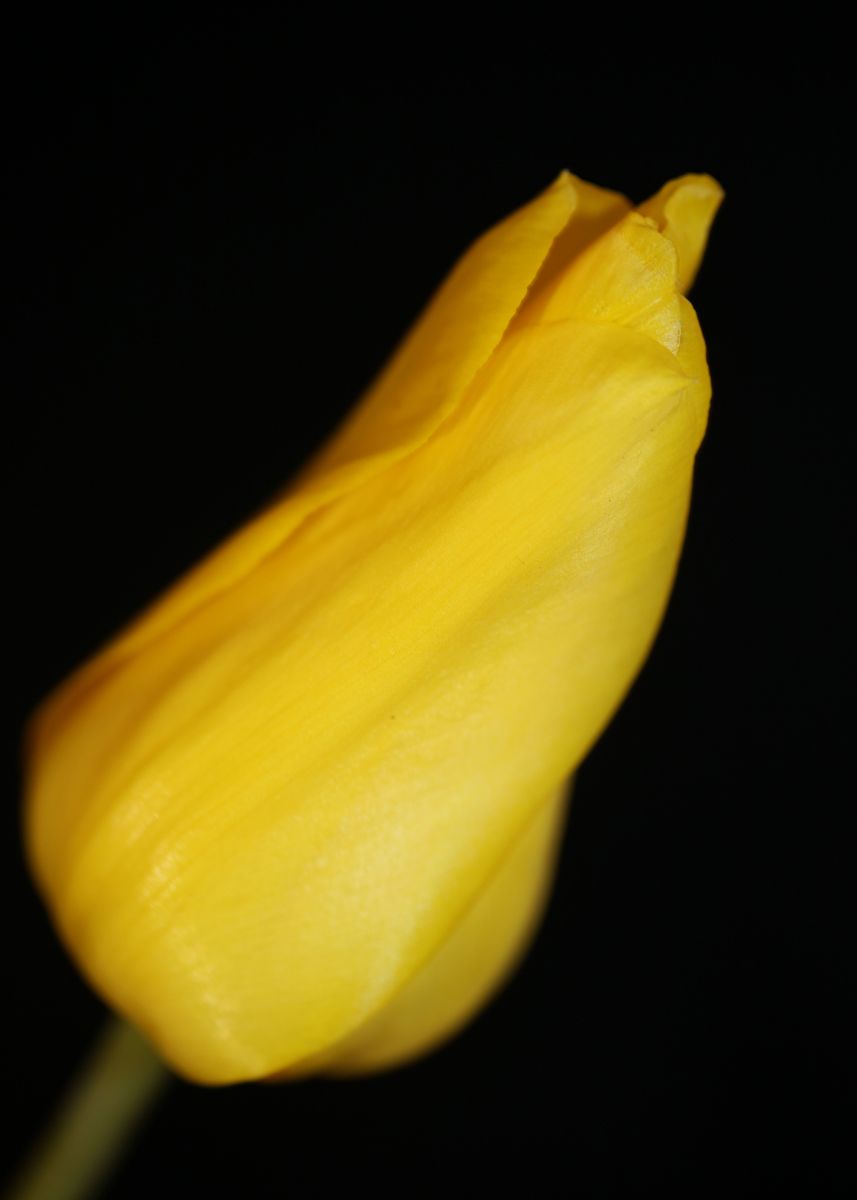 'Tulip flower background' Poster by BakalaeroZz Photography | Displate