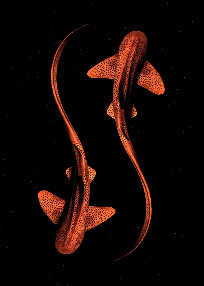 'Space sharks ' Poster, picture, metal print, paint by happyantsstudio ...