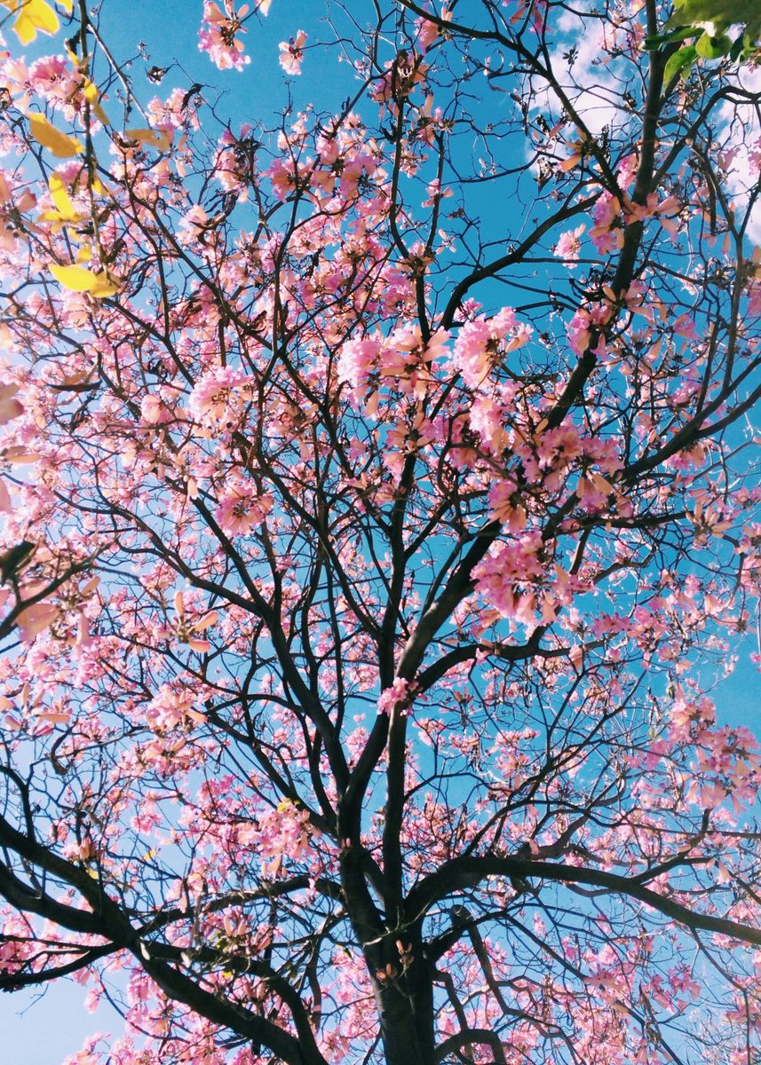 'Cherry blossom Sakura tree' Poster by Max Ronn | Displate