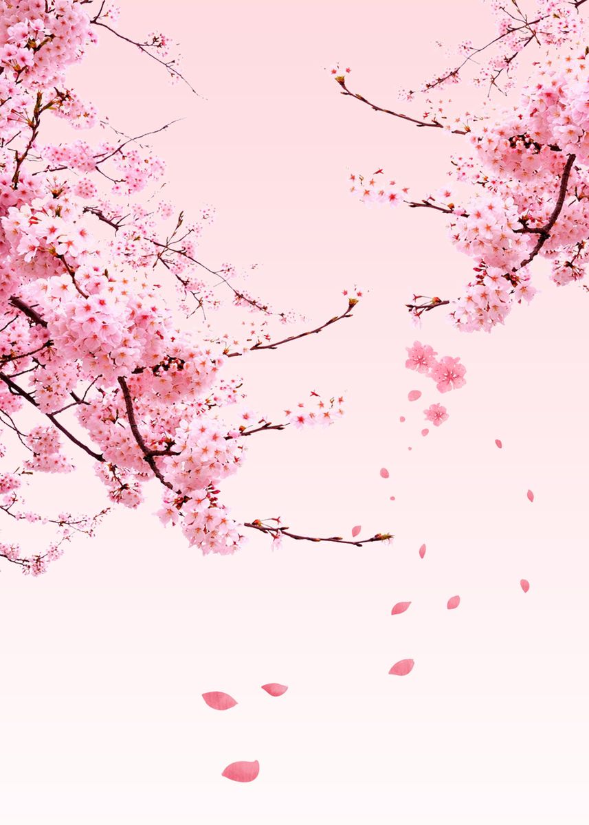 'cherry blossoms tree' Poster, picture, metal print, paint by Max Ronn ...
