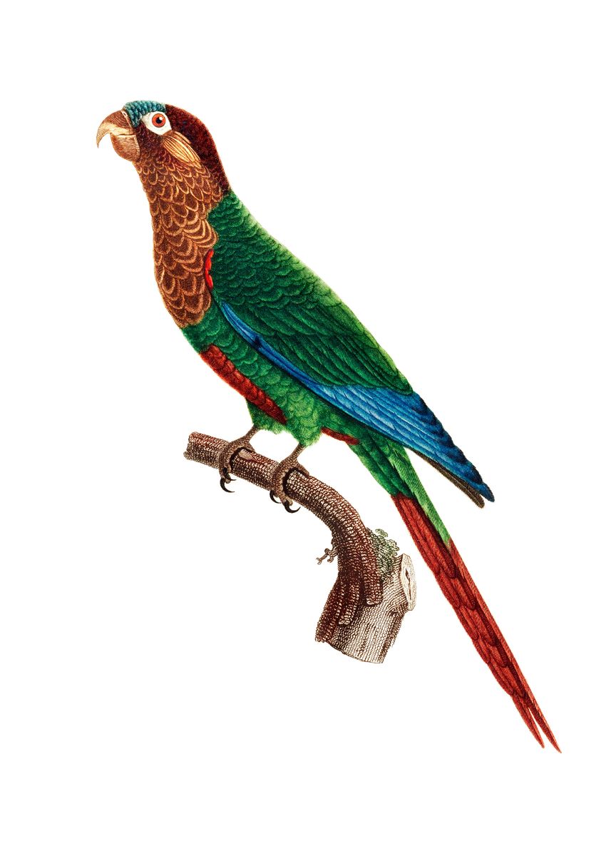 'Wave Breasted Parakeet' Poster, picture, metal print, paint by Holy ...