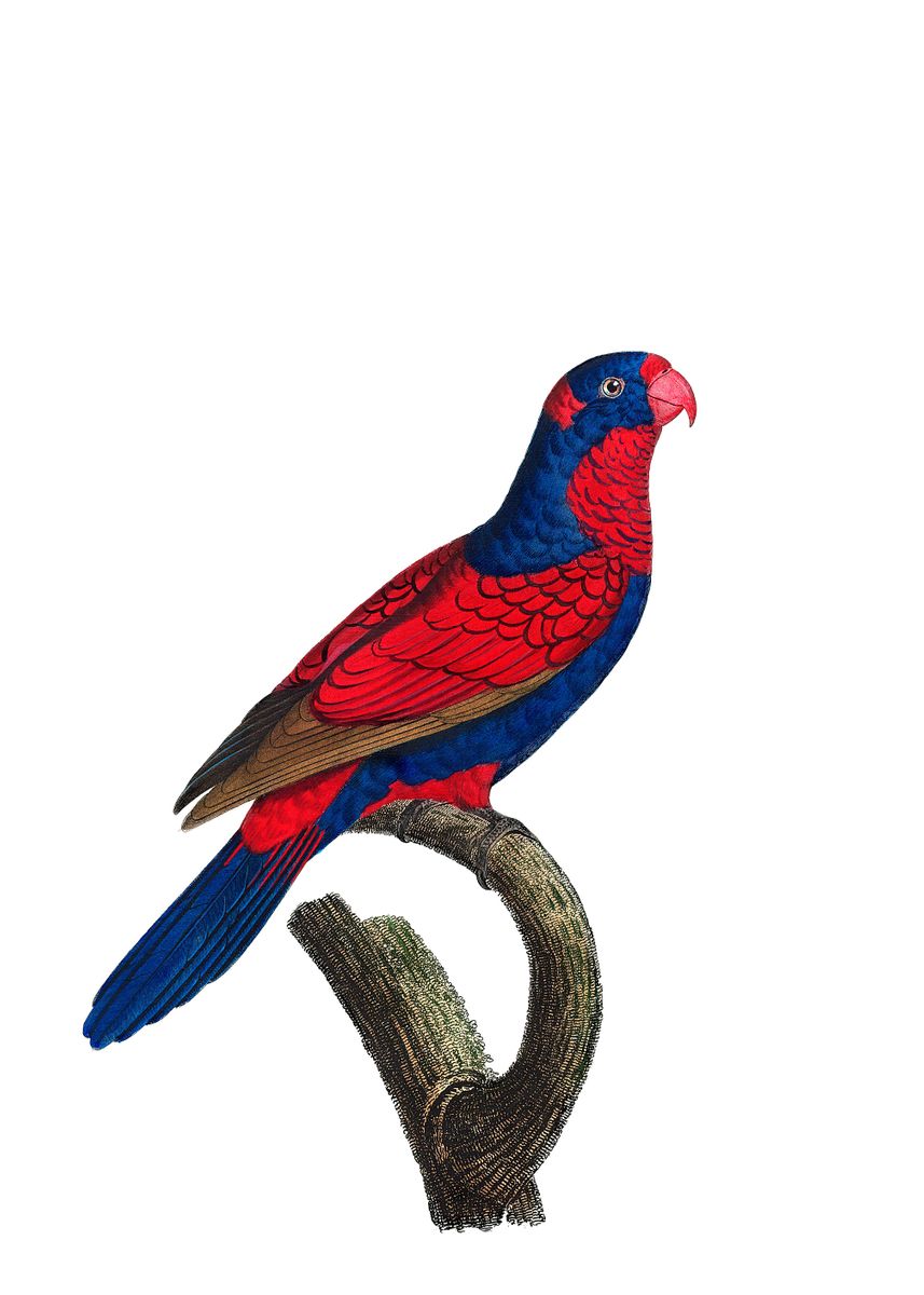 'Red And Blue Lory Bird' Poster, picture, metal print, paint by Holy ...