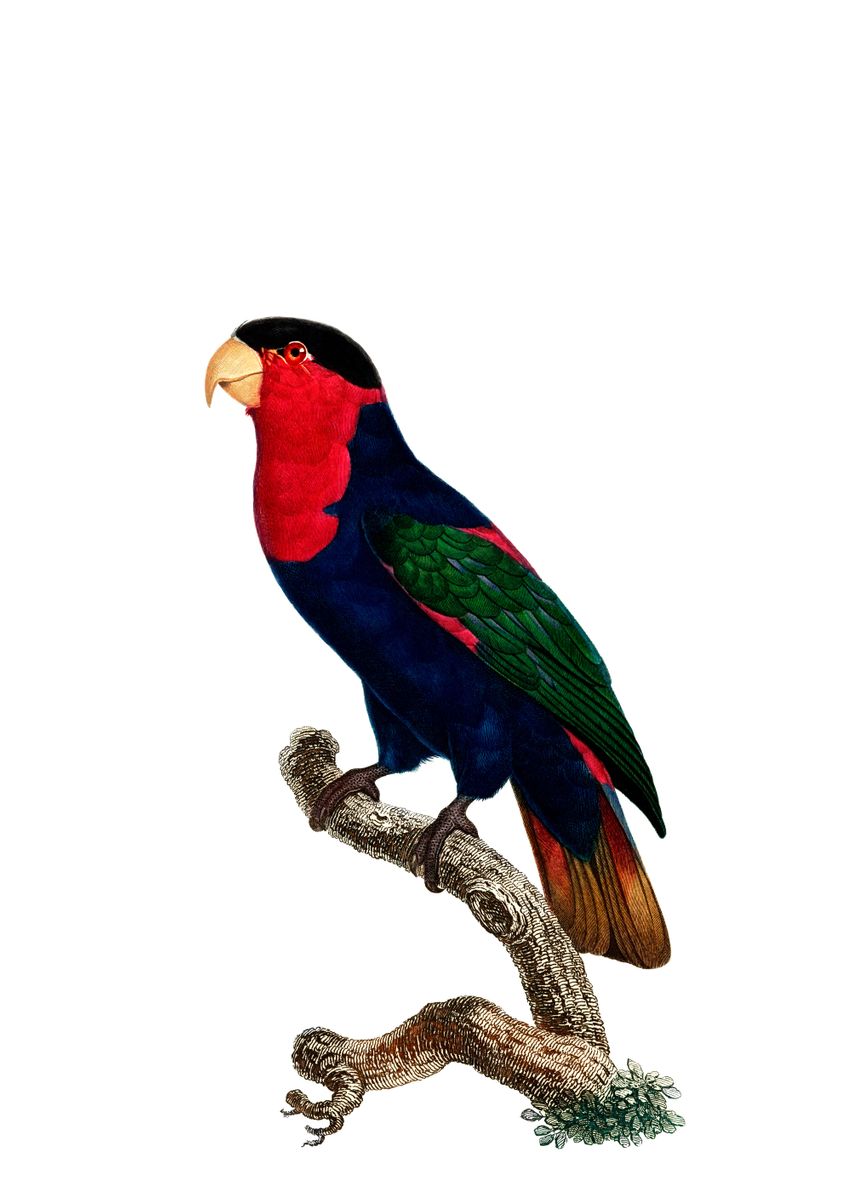 'Western Back Capped Lory' Poster, picture, metal print, paint by Holy ...