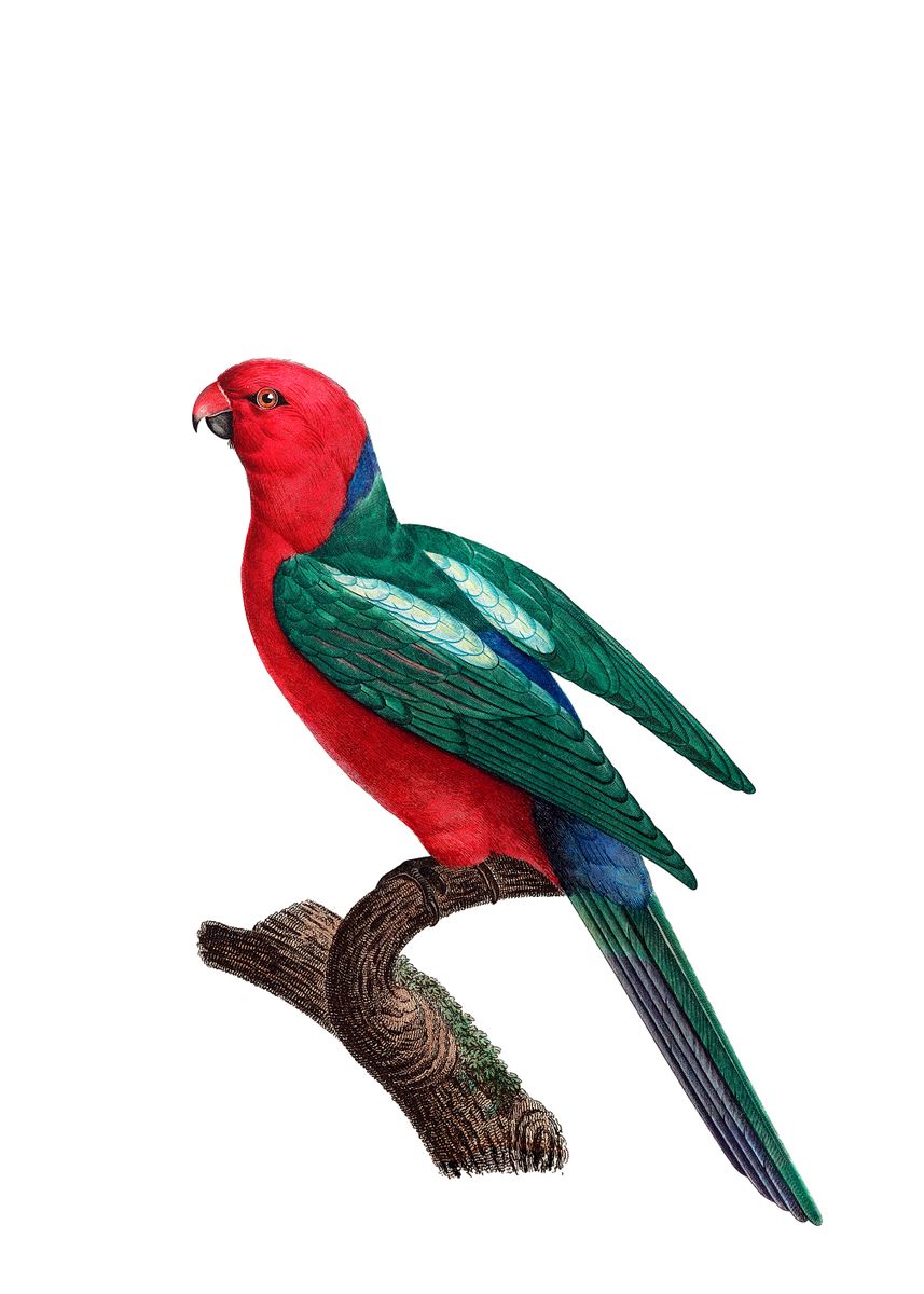 'Australian King Parrot' Poster, picture, metal print, paint by Holy ...