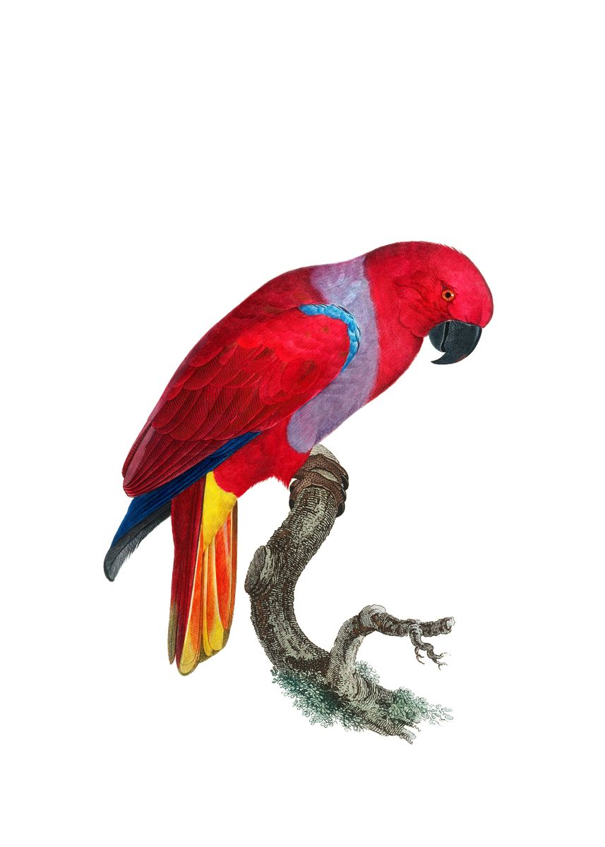'Eclectus Parrot Bird' Poster by Holy Rock Design | Displate