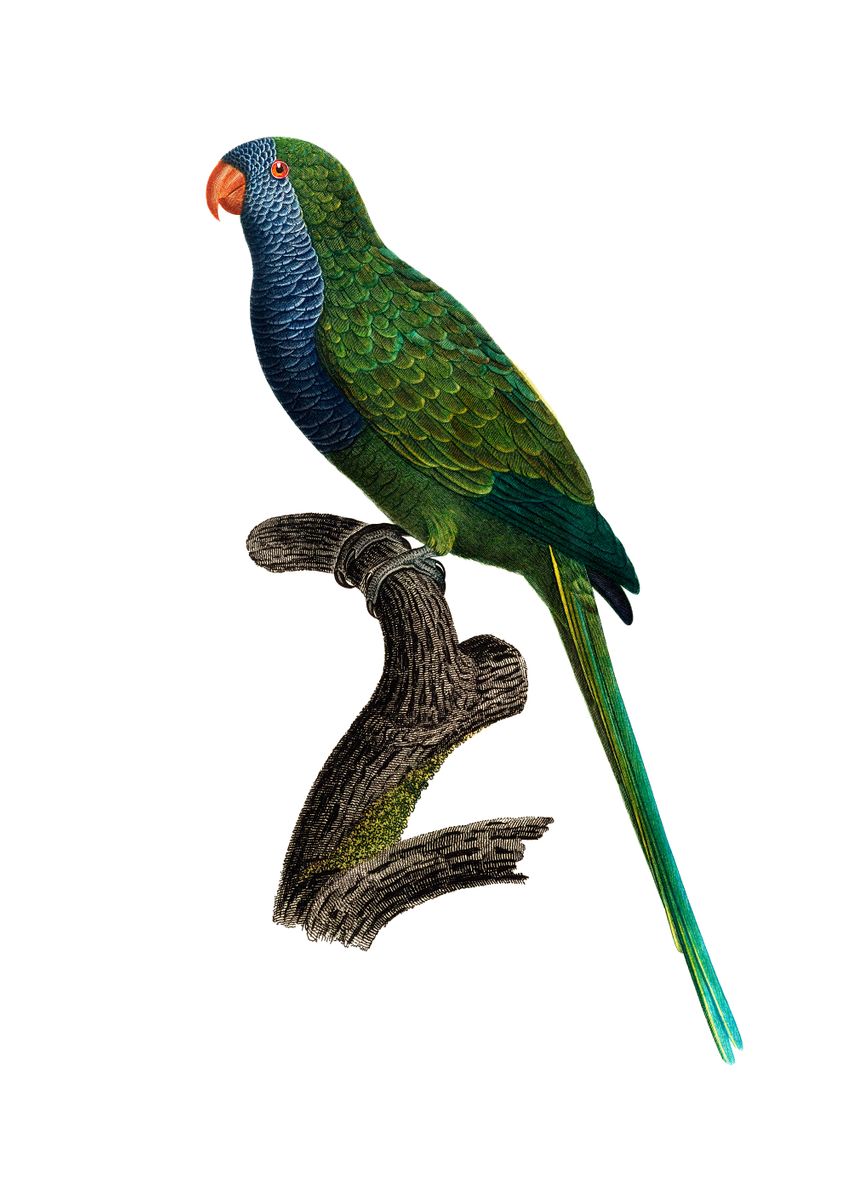 'Monk Parakeet Quaker' Poster, picture, metal print, paint by Holy Rock ...