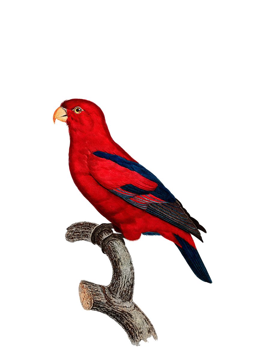 'Vintage Red Lory Bird' Poster, picture, metal print, paint by Holy ...