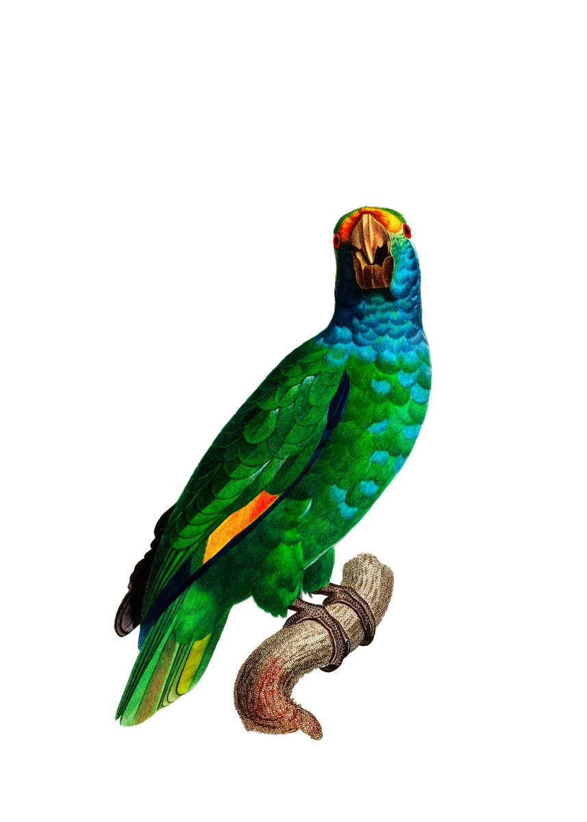 'Blue Cheeked Amazon Parrot' Poster, picture, metal print, paint by ...