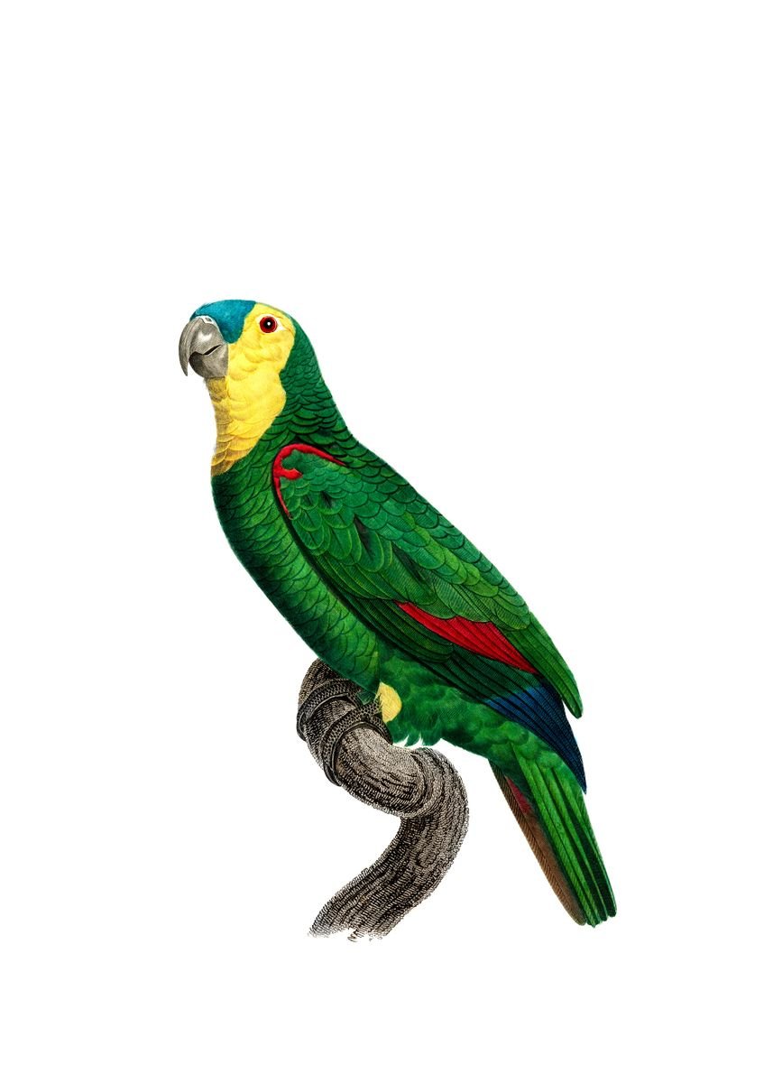'Blue Fronted Amazon Parrot' Poster, picture, metal print, paint by ...