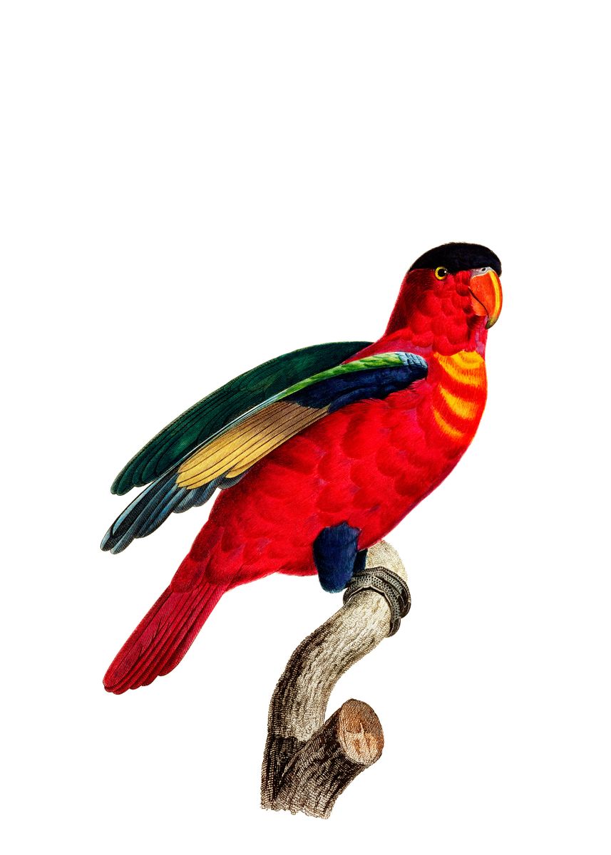 'Purple Naped Lory Bird' Poster, picture, metal print, paint by Holy ...