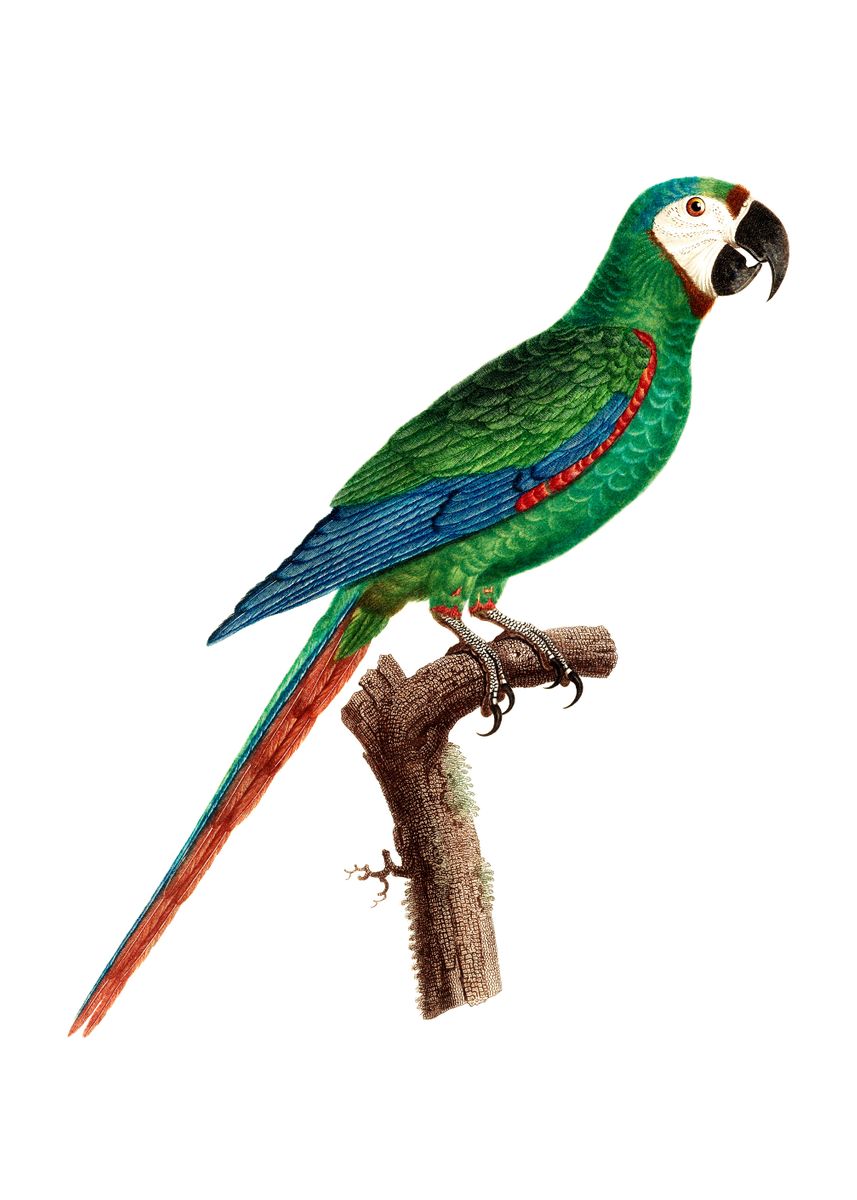 'Blue Winged Macaw Bird' Poster by Holy Rock Design | Displate