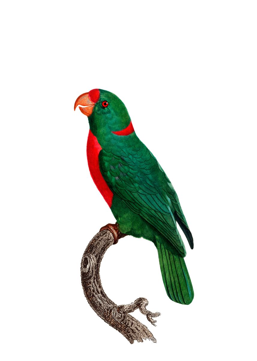 'Red Fronted Parrot Bird' Poster, picture, metal print, paint by Holy ...