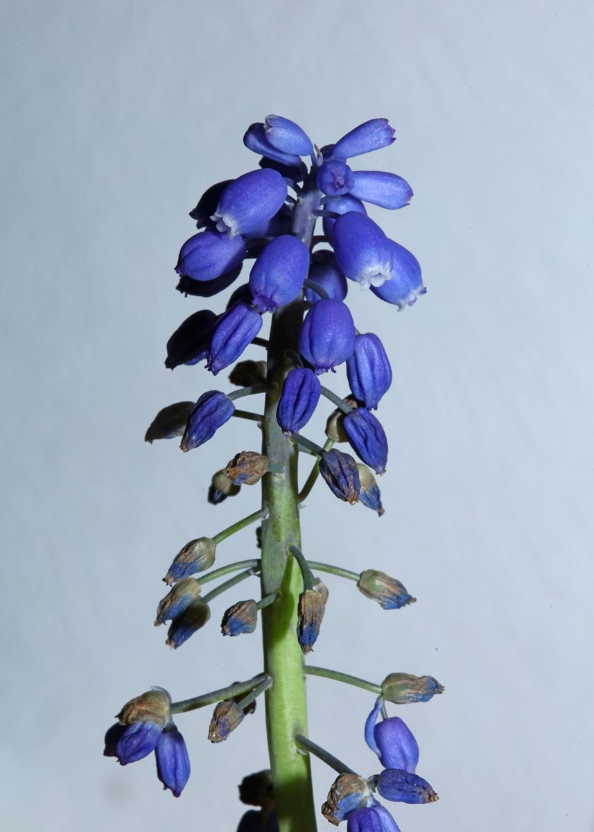 'Blue Muscari flower macro' Poster, picture, metal print, paint by ...